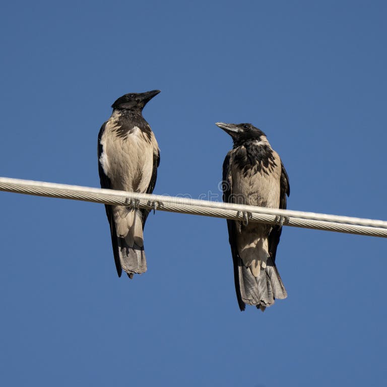 Hooded Crows on a Wire stock image. Image of blue, birds - 334423145