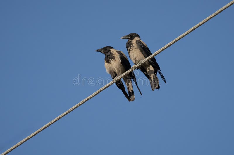 Hooded Crows on a Wire stock image. Image of sunny, opportunistic ...