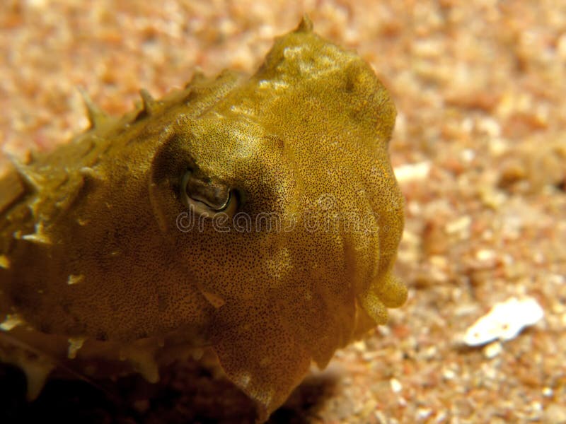 Hooded Cuttlefish stock image. Image of scuba, cuttlefish - 22808711