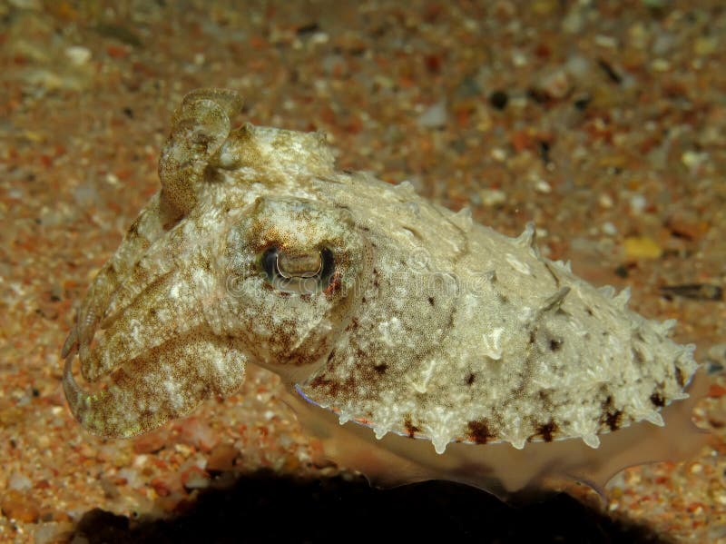 Hooded Cuttlefish Sepia Prashadi. Stock Image - Image of underwater ...