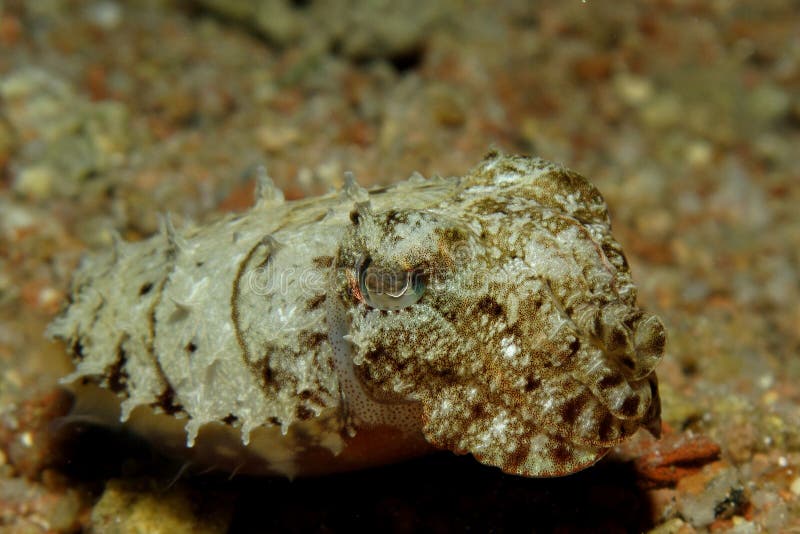 Hooded Cuttlefish Sepia Prashadi. Stock Image - Image of underwater ...