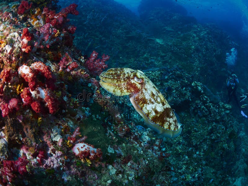 Hooded Cuttlefish stock image. Image of egypt, beautiful - 66502467
