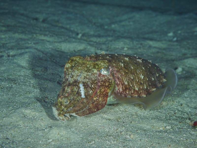 Hooded Cuttlefish stock image. Image of color, aquatic - 66553417