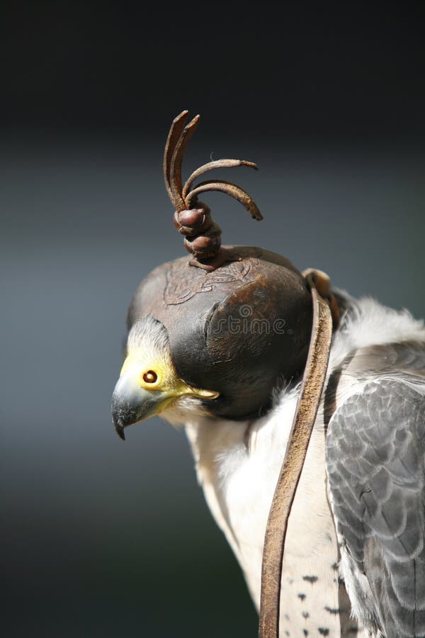 Falcon stock photo. Image of scavenger, extintion, feathers - 7703734