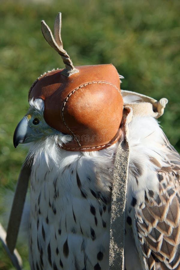 Peregrine Falcon stock image. Image of falcon, predator - 31475389