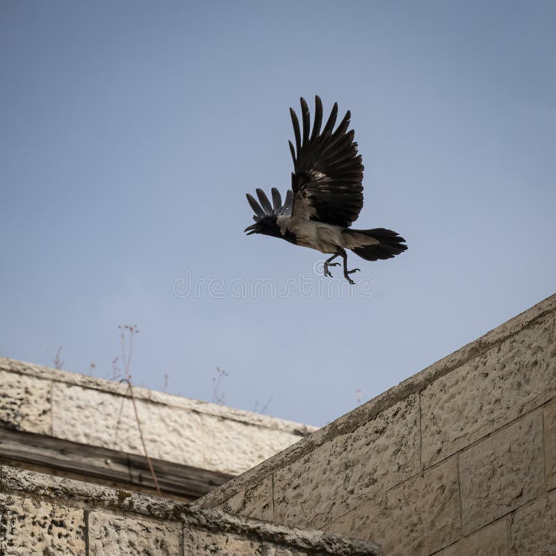 A Gray Crow at Flight stock image. Image of flight, spread - 324060293