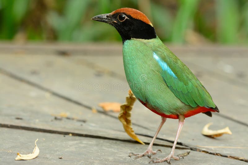 Hooded pitta stock photo. Image of animal, rainforest - 63223614