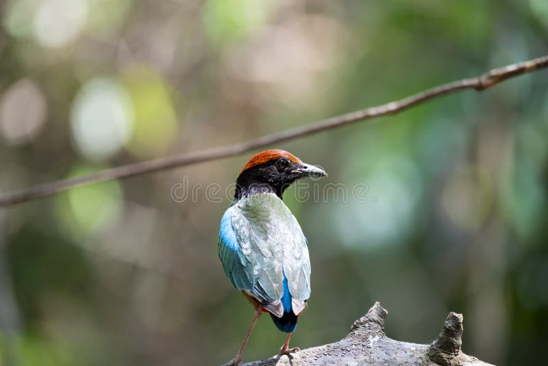 Hooded pitta stock photo. Image of hooded, pitta, sordida - 155745484
