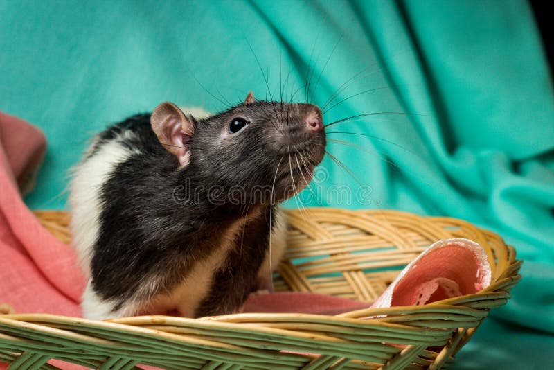 Hooded Rat Wicker Basket stock image. Image of cute - 220796121