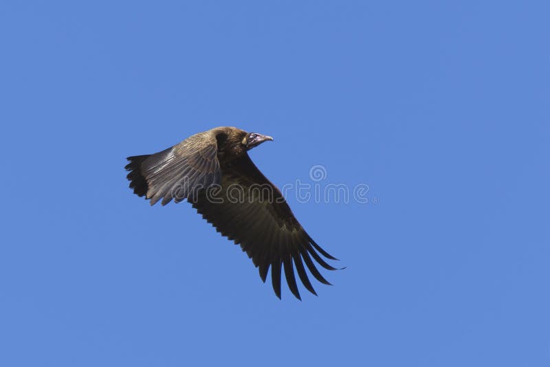 Hooded vulture in flight stock image. Image of mara, outdoors - 30449191