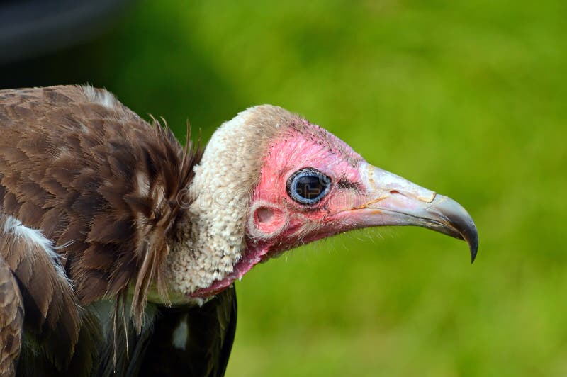 Ruppel S Griffon Vulture Side View Stock Photo - Image of birds, ruppel ...