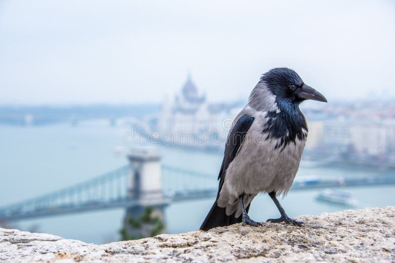 Hooded Crow Standing in Front of Hungarian Budapest Stock Photo - Image ...