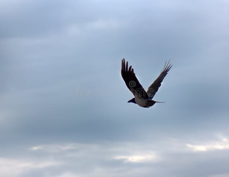 Hoodie wrona, ptak w locie obraz stock. Obraz złożonej z darmozjad ...