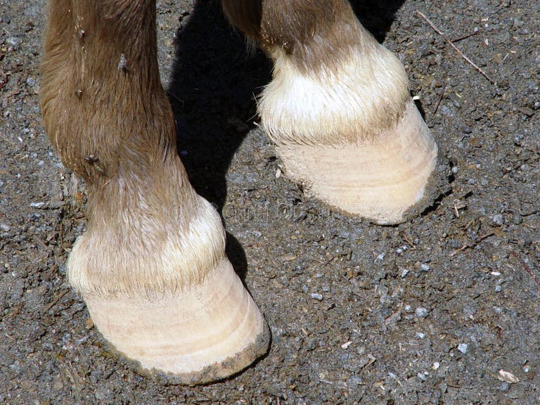 Hoof stock photo. Image of flies, brown, mammal, hooves - 26360