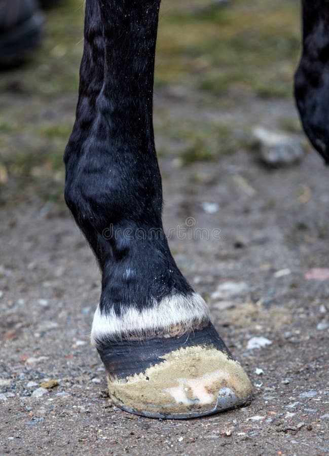 Hoof of a horse stock image. Image of competition, arena - 115504009
