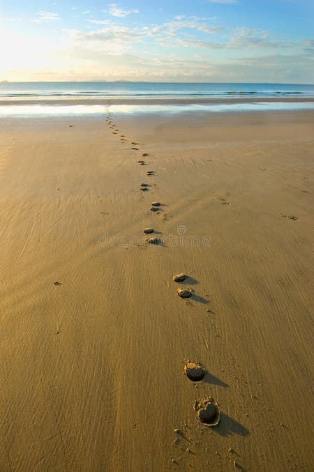 2,056 Hoof Texture Stock Photos - Free & Royalty-Free Stock Photos from ...