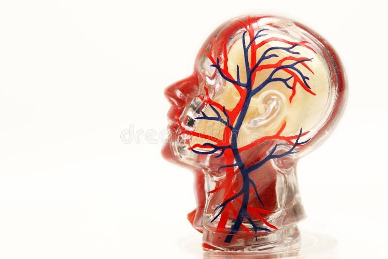 Hoofd Slagaders en Aders stock illustratie. Illustration of ...