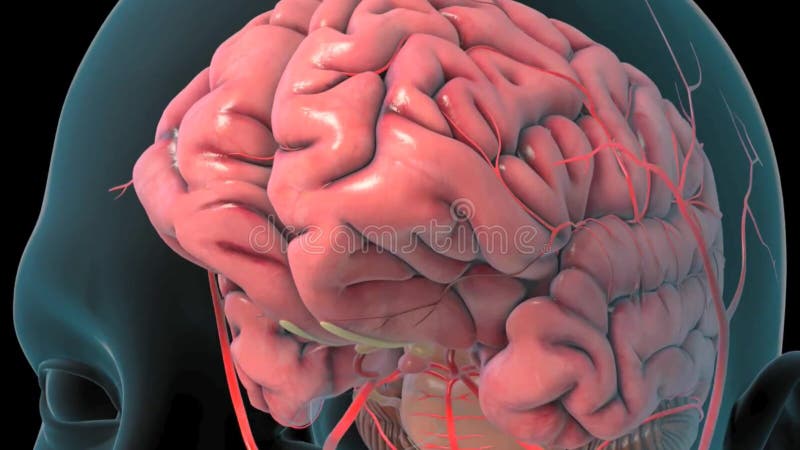 Hoofd Slagaders en Aders stock illustratie. Illustration of ...