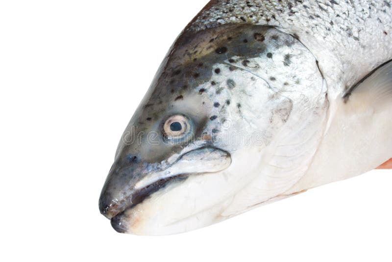 Hoofd Van De Atlantische Zalm Stock Foto - Image of atlantisch, lijst ...