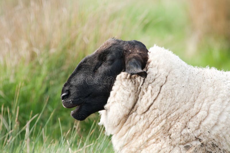 Hoofd Van De Schapen Van Suffolk Stock Foto - Image of dicht, vacht ...