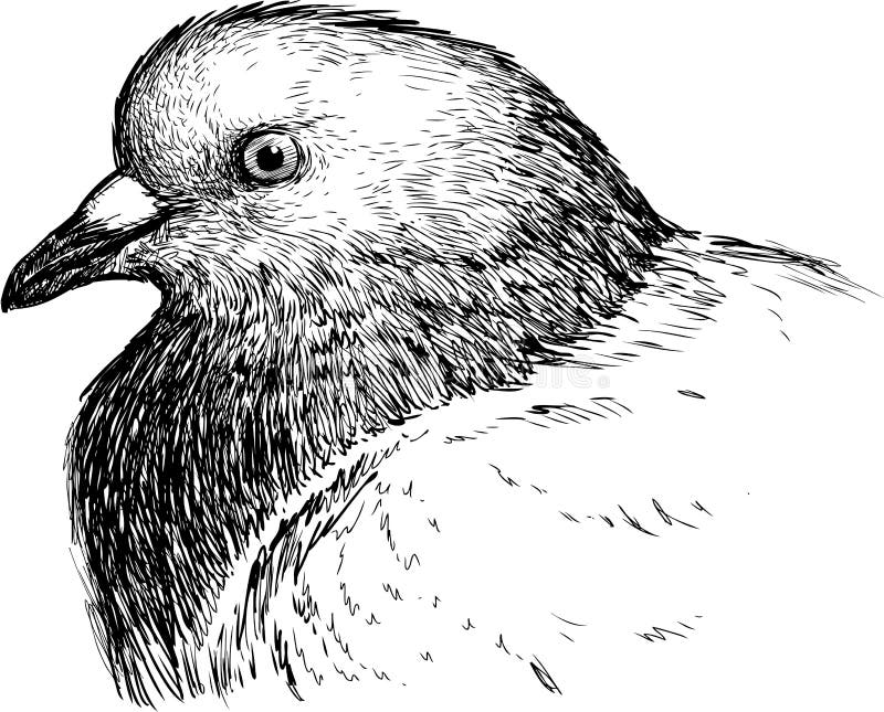 Kop van een duif vector illustratie. Illustration of profiel - 35752473