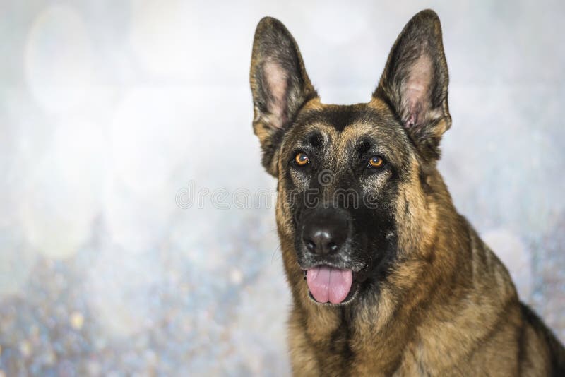 Close-up Van Een Edele Duitse Herdershond Met Een Wazige Achtergrond ...