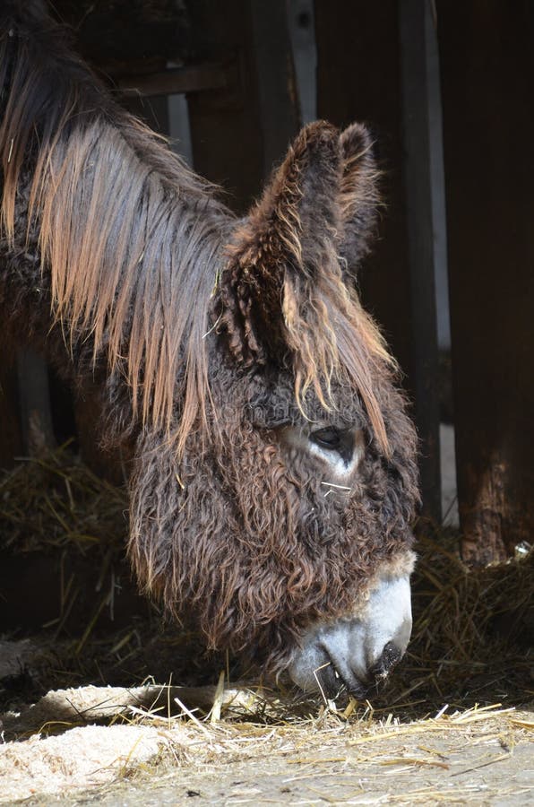 Hoofd van Ezel stock afbeelding. Image of bloeien, gezondheid - 42846543