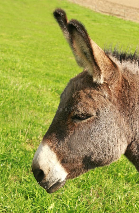 Hoofd van ezel stock foto. Image of nave, weide, mond - 36949602