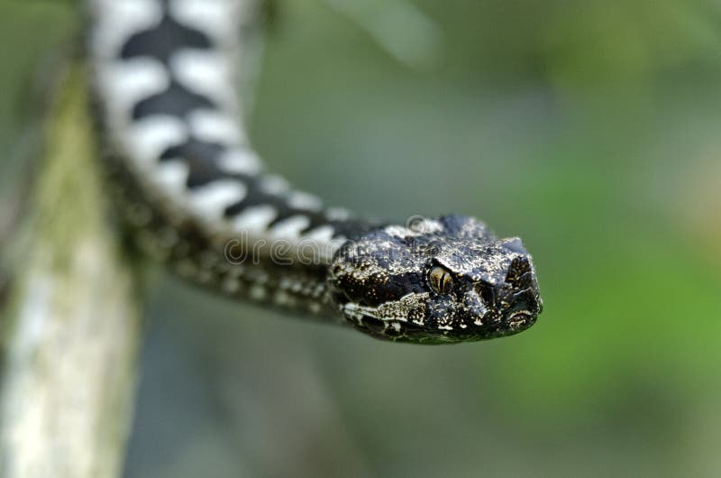 Hoofd Van Een Gehoornde Adder Stock Afbeelding - Image of gevaar, hoofd ...