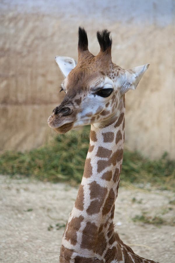 Hoofd van een jonge giraf stock foto. Image of lang, giraf - 18387202