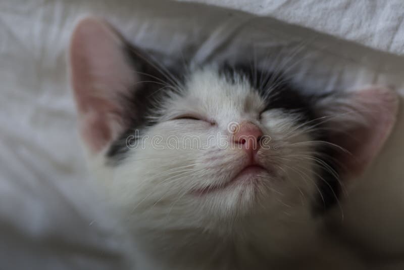 Hoofd van een lekkere kat stock afbeelding. Image of dieren - 195566143