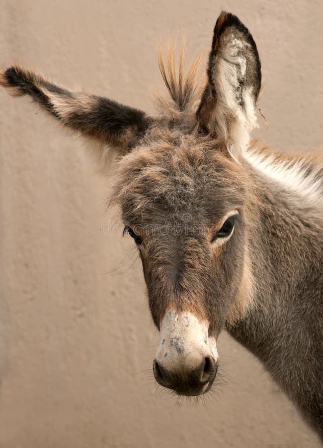Een ezel met glazen stock foto. Image of niemand, landbouwbedrijf ...