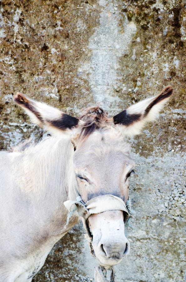 Hoofd van ezel stock afbeelding. Image of manen, ezelachtig - 36949699