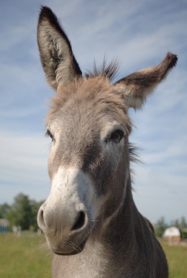 Ezel II stock afbeelding. Image of weilanden, ezel, gebied - 20359