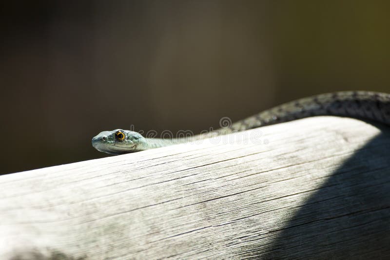 Hoofd Van Groen-Bevlekte Bush-Slang Stock Afbeelding - Image of nave ...