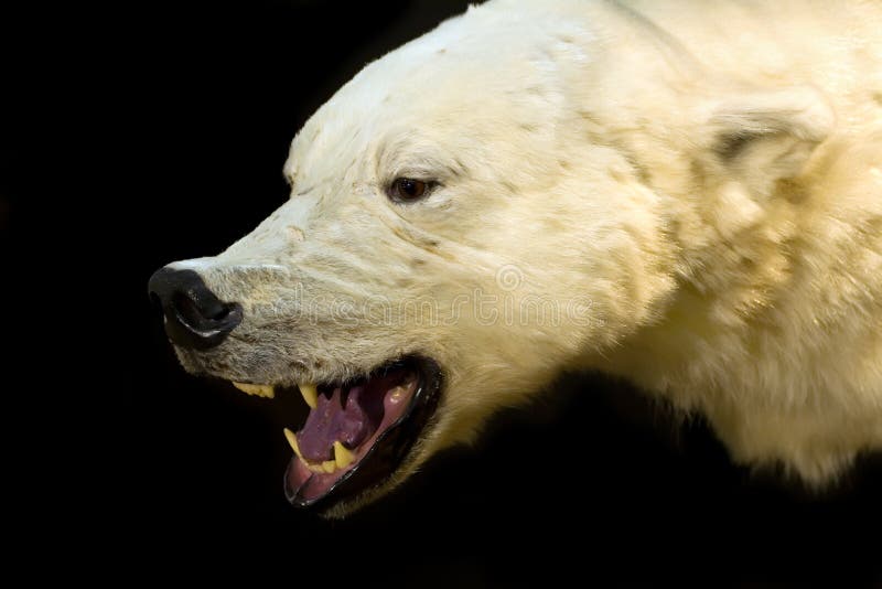 Kop van een ijsbeer stock foto. Image of polair, geïsoleerd - 4540554