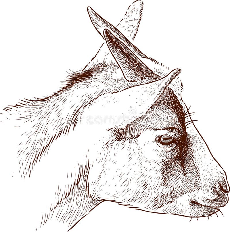 Hoofd van geit vector illustratie. Illustration of getrokken - 30158256