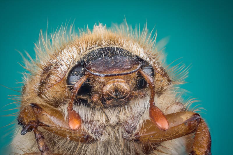 Hoofd van mier stock foto. Image of ingewikkeldheid, organisatie - 97573340