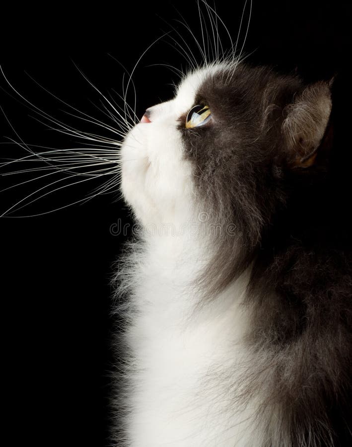 Hoofd van kat stock afbeelding. Image of soort, mooi - 19293585