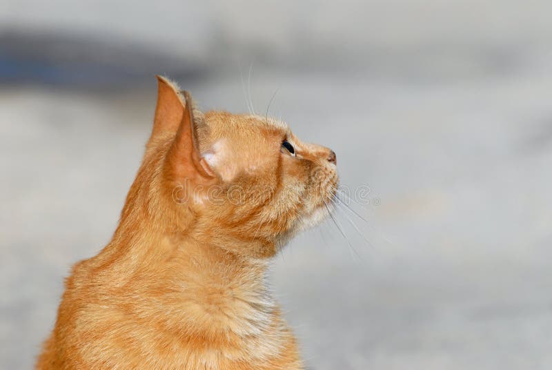 Het hoofd van de kat stock foto. Image of binnenlands - 4033544