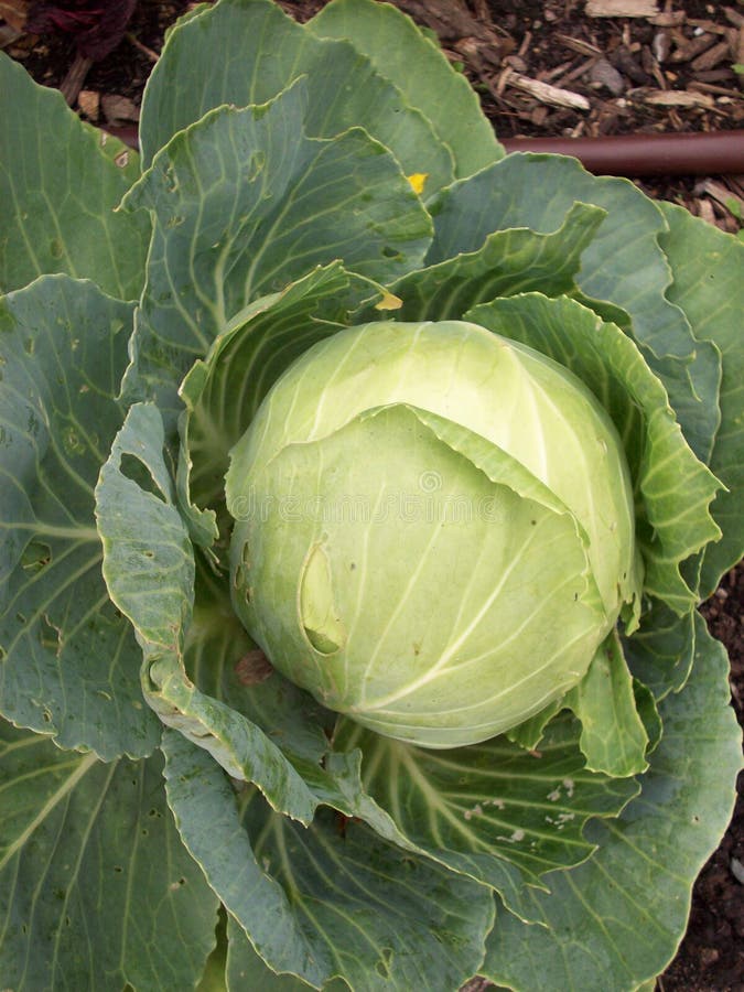Hoofd van kool stock foto. Image of tuin, eetbaar, voedsel - 58293636