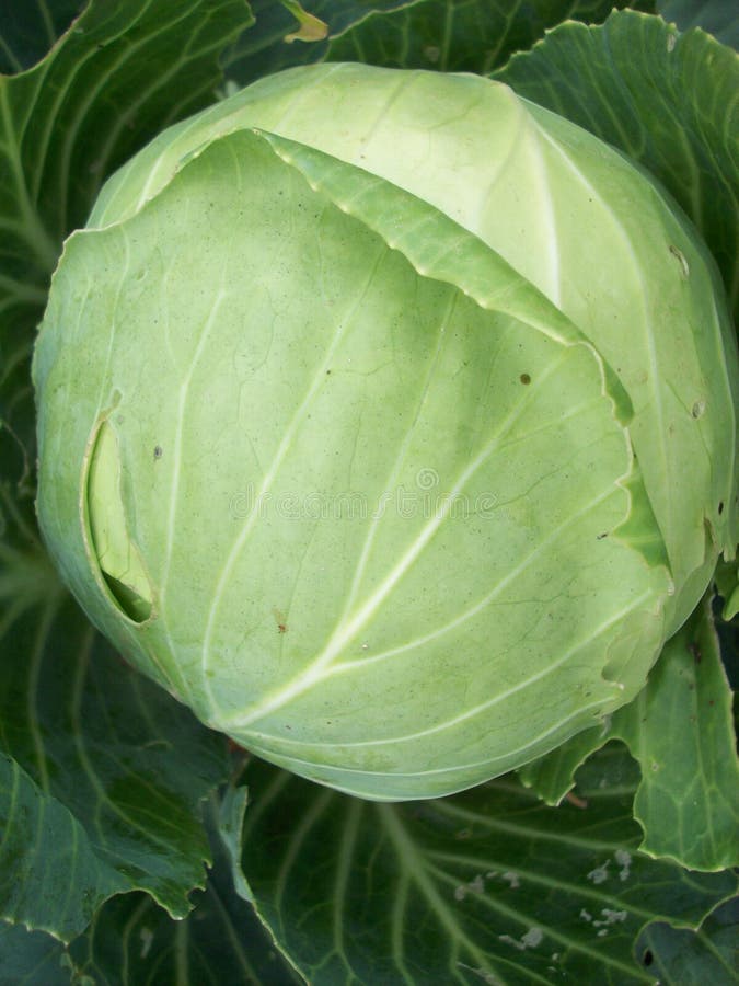 Hoofd van kool stock foto. Image of tuin, eetbaar, voedsel - 58293636