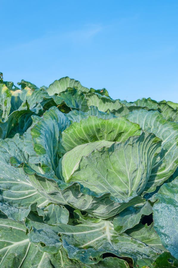 Hoofd Van Kool in De Moestuin Stock Foto - Image of bloemkool, tuin ...