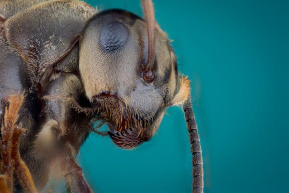 Kop van een mier stock afbeelding. Image of been, nave - 97176025