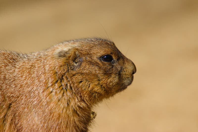 Hoofd Van Prairiehond Met Zwarte Staart Stock Foto - Image of behendig ...