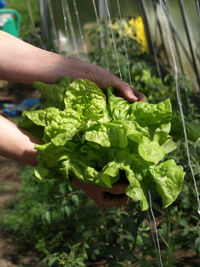 Kropssla stock afbeelding. Image of werk, ecologisch - 28410135