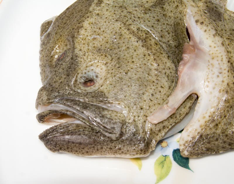 Hoofd van tarbot stock afbeelding. Image of zoutwater - 12961873