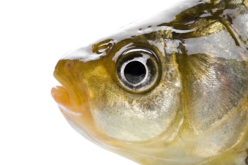 Hoofd van Vissen stock foto. Image of voedings, heerlijk - 9166302