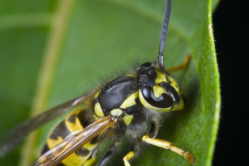 Hoofd van wesp op blad stock foto. Image of uitziend - 29060650