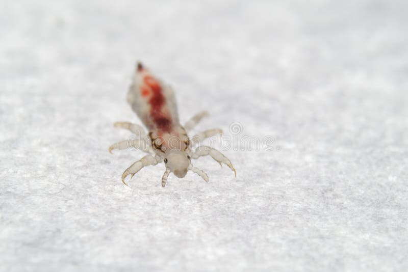 Hoofdluis - Pediculus-capitis, Microscoopbeeld Stock Foto - Image of ...